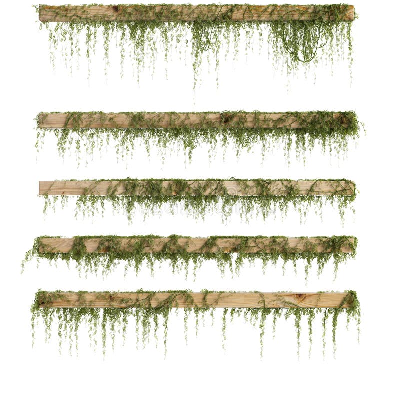 3d Illustration of Set Hanging Ivy Isolated on White Background Stock ...