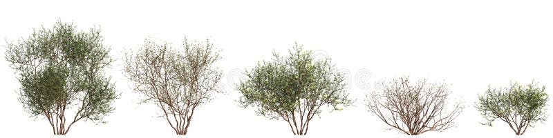 Divaricata Tree Stock Illustrations – 8 Divaricata Tree Stock ...
