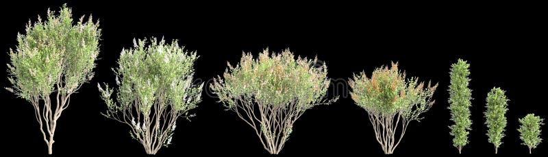 3d Illustration of Set Lawsonia Inermis Tree Isolated on Black ...