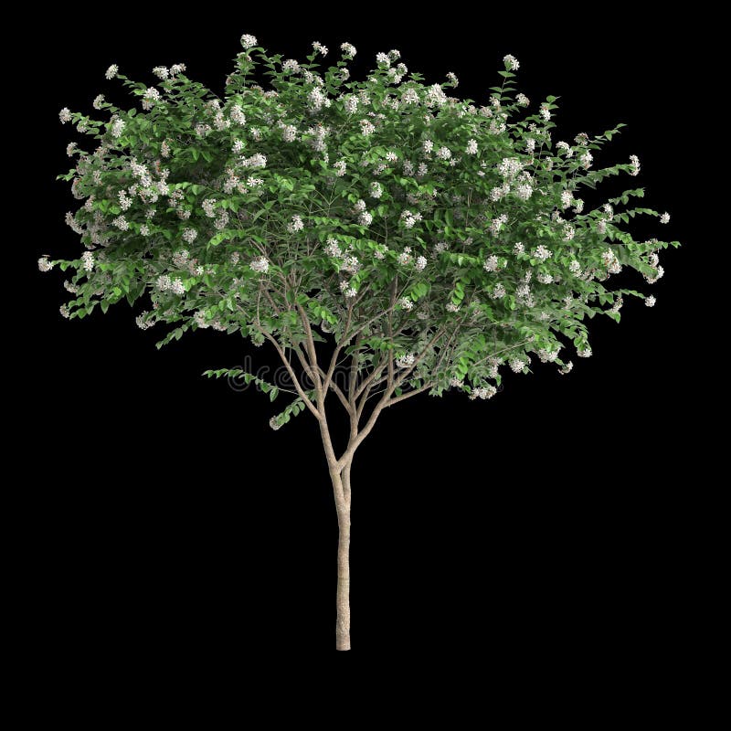 3d Illustration of Set Nyctanthes Arbor Tristis Tree Isolated on Black ...