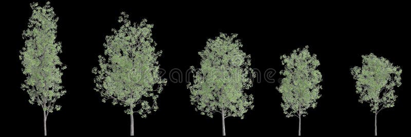 3d Illustration of Set Populus Tremula Tree Isolated on Black ...