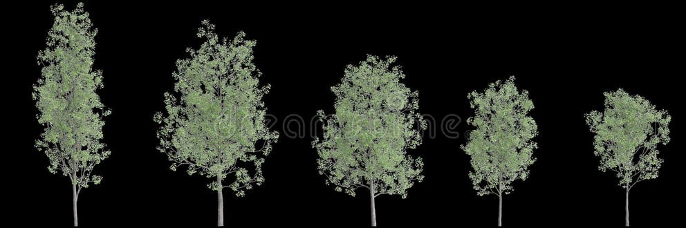 Tremula Tree Stock Illustrations – 70 Tremula Tree Stock Illustrations ...