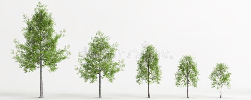Phellos Tree Stock Illustrations – 3 Phellos Tree Stock Illustrations ...