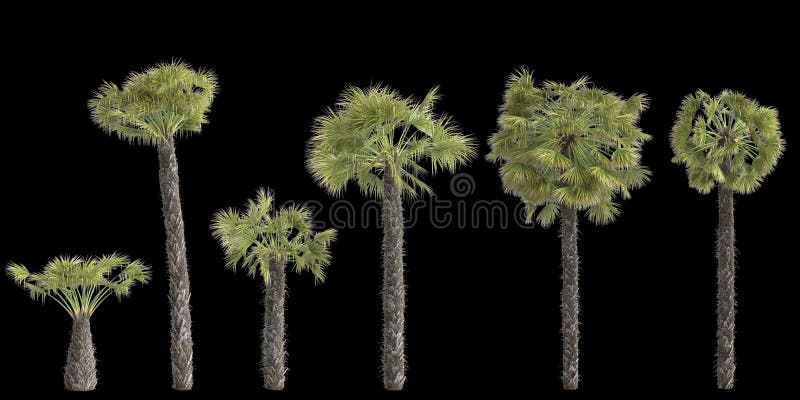 3d Illustration of Set Sabal Palm Tree Isolated on Black Background ...