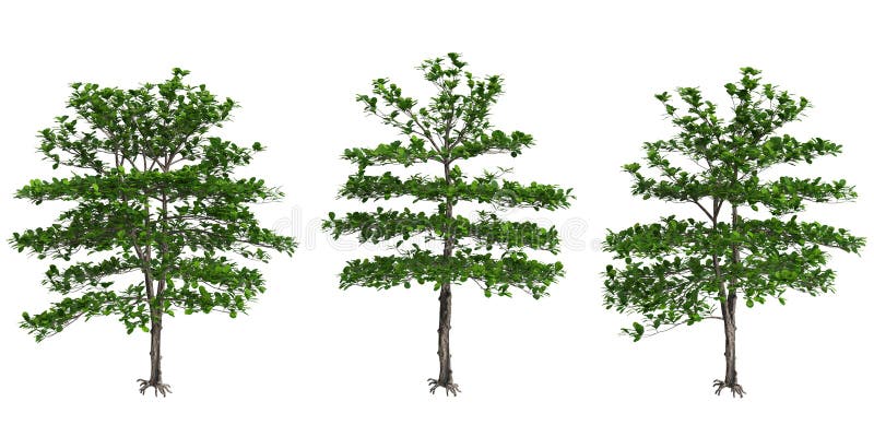 3d Illustration of Set Terminalia Catappa Tree Isolated on White ...