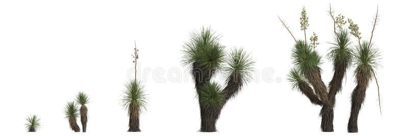 Elata Tree Stock Illustrations – 14 Elata Tree Stock Illustrations ...