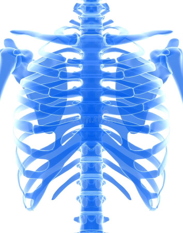 3D Illustration of Shiny Blue Skeleton System. Stock Illustration ...