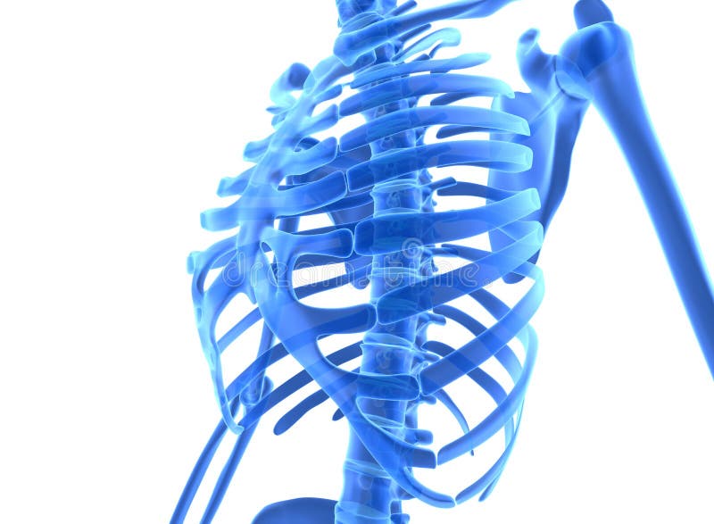 3D Illustration of Shiny Blue Skeleton System. Stock Illustration ...