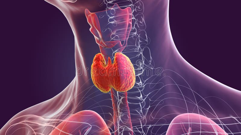 Illustration of the Endocrine System Highlighting the Thyroid Gland in ...