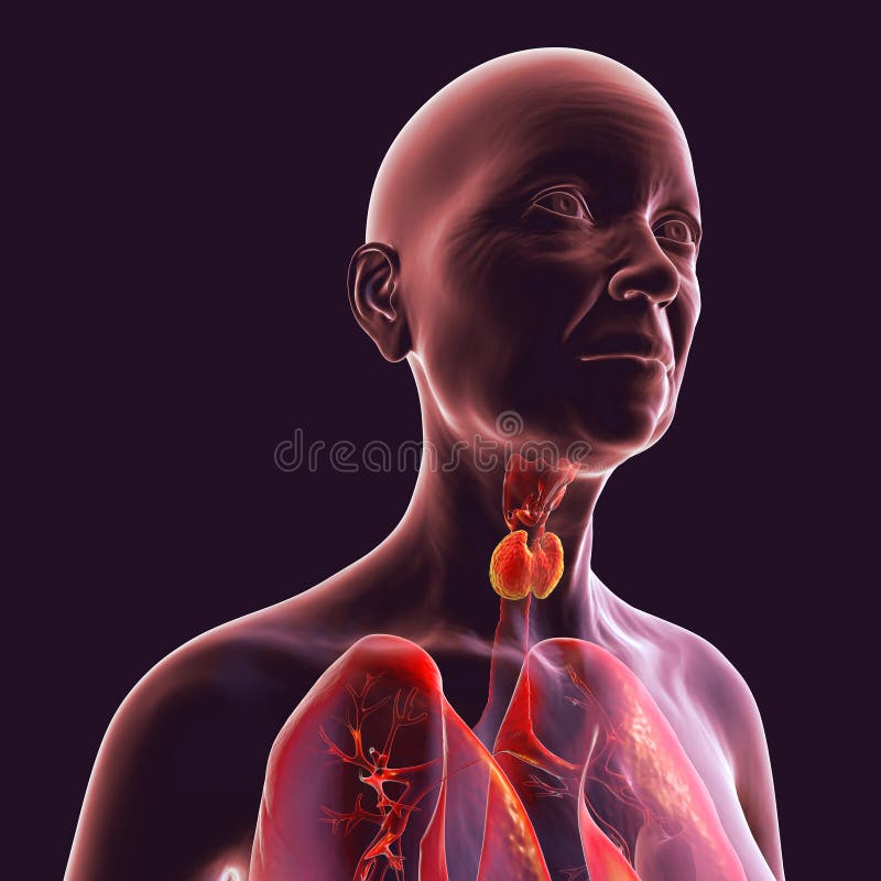 Vital Endocrine Function Stock Illustrations – 49 Vital Endocrine ...