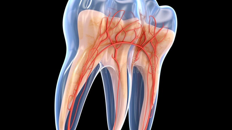 Medical Tooth Anatomy Showing Internal Structure Including Nerves and ...