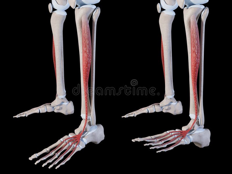 3d Illustration of Extensor Digitorum Longus Muscle Movement Stock ...