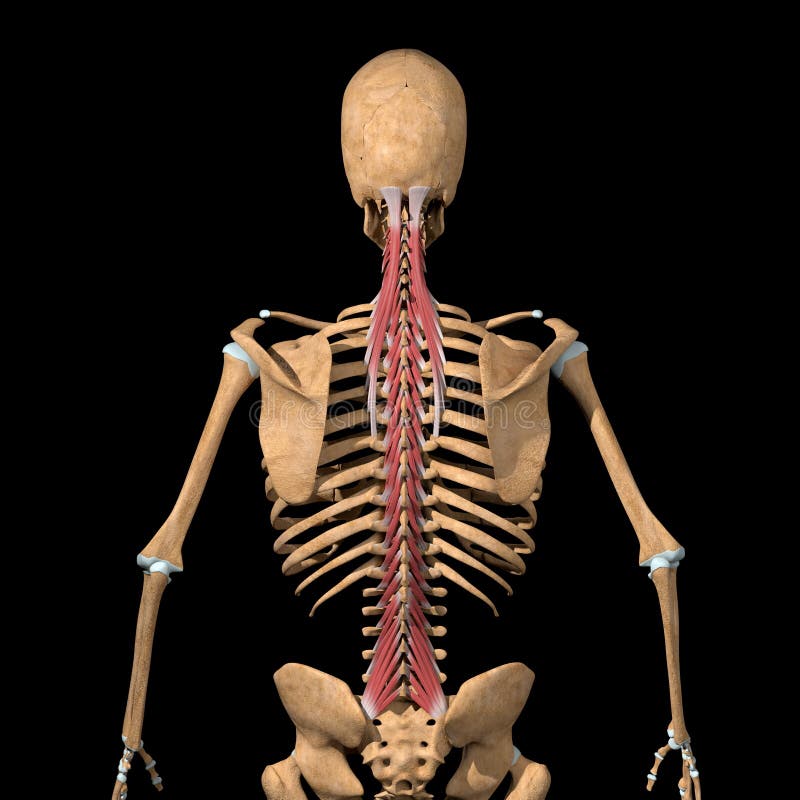 3d Illustration of the Transversospinalis Muscles Group Full Back View ...