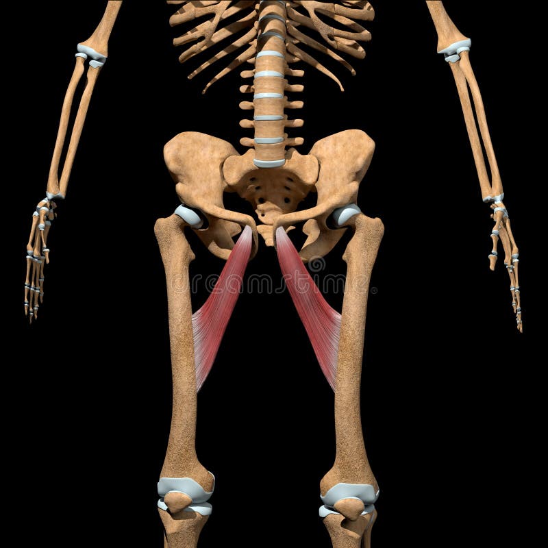 Male Hip Adductor Complex Muscles Anterior View Isolated On Human ...
