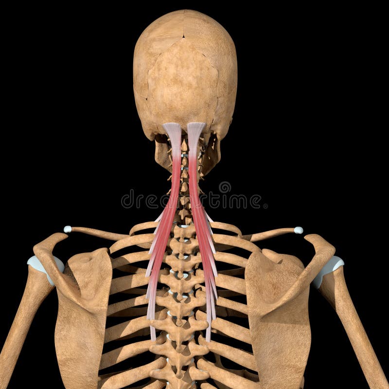 Human Semispinalis Capitis Muscles on Skeleton Stock Illustration ...