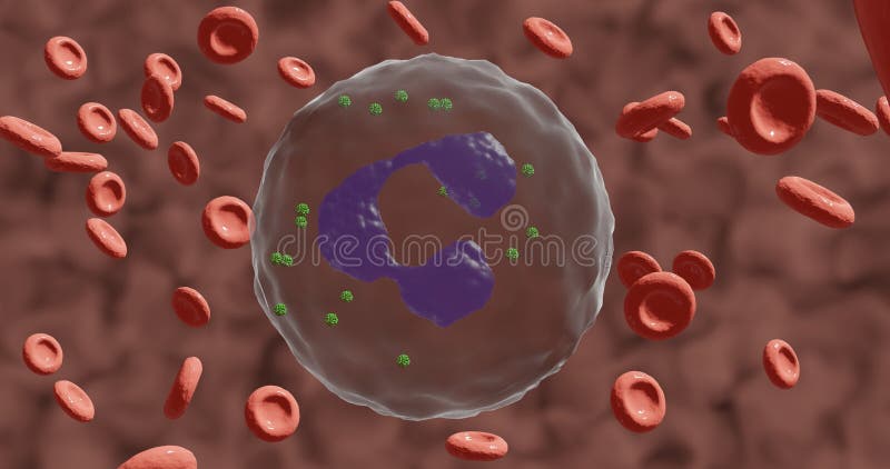 Granulocyte among Red Blood Cells and Showing Granules in Its Cytoplasm ...