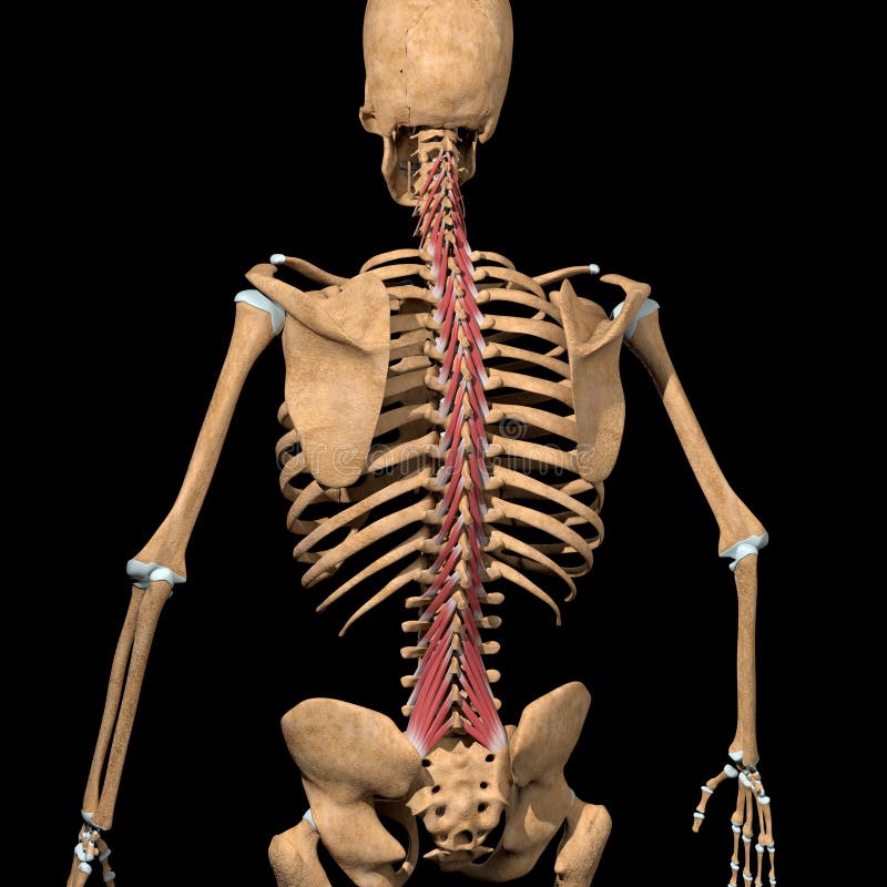3d Illustration of the Multifidus Muscles on Skeleton Stock ...