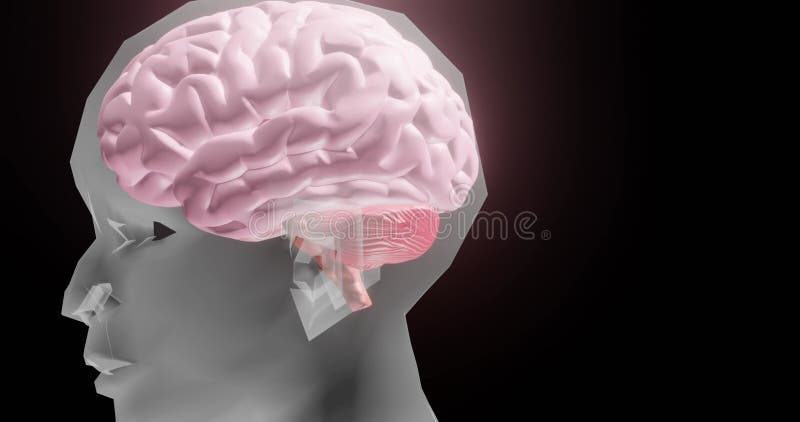 The Brain or Encephallon in 3d Animation Stock Video - Video of medulla ...
