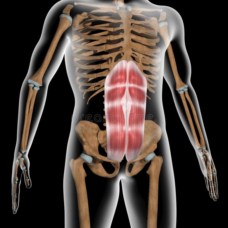 Rectus Abdominis - Abdominal Muscles - Anatomy Muscles Isolated Stock ...