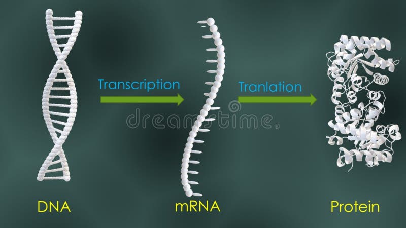 Protein Synthesis Steps, the Transcription and the Translation, in 3D ...