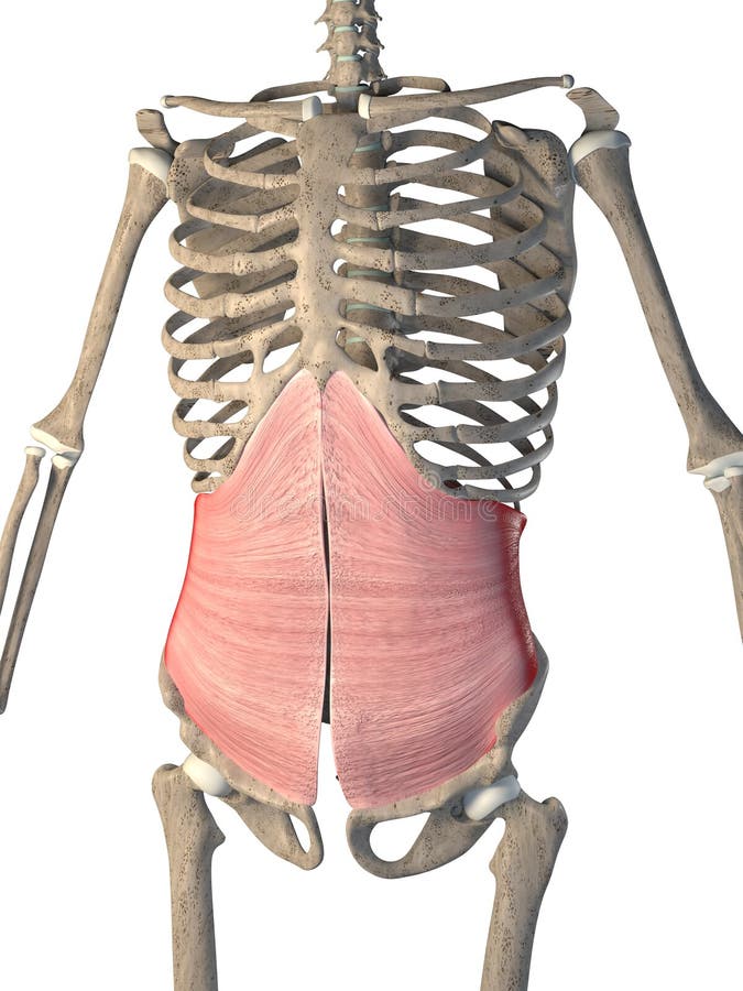 3d Illustration of the Transverse Abdominis Muscles Anatomical Position ...