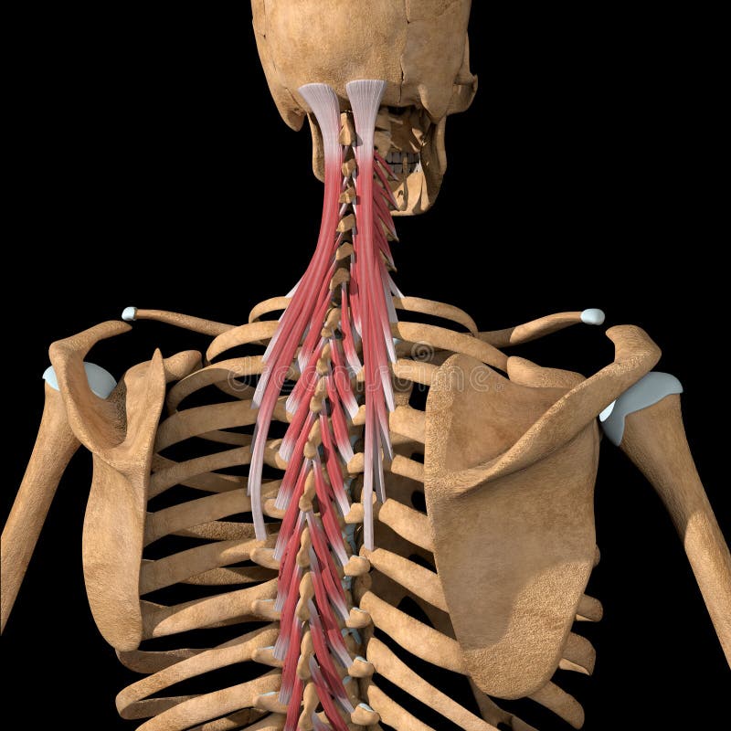 Transversospinalis Rotatores