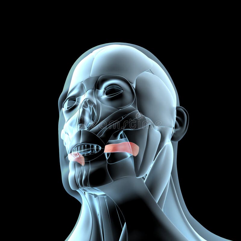 Human Platysma Muscles on Skeleton Stock Illustration - Illustration of ...