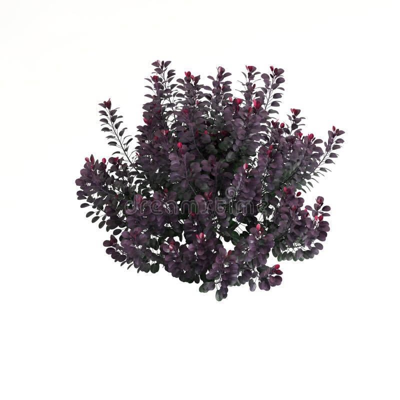 3d Illustration of Shrub with Isolated on White Background,bird S Eye ...
