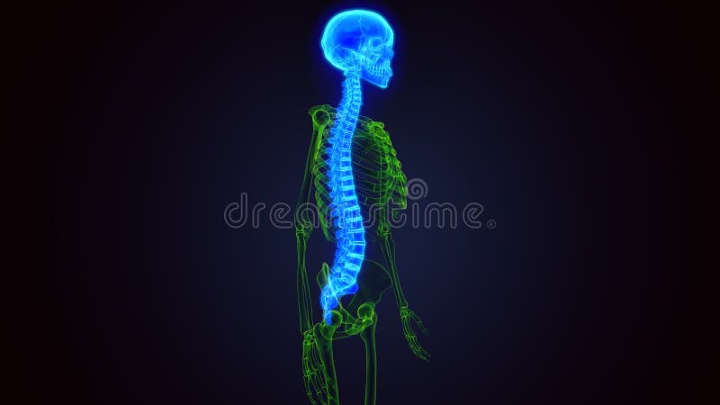 3d Illustration of Skull with Spinal Cord Anatomy Stock Illustration ...