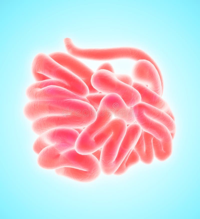 3D Illustration of Small Intestine. Stock Illustration - Illustration ...