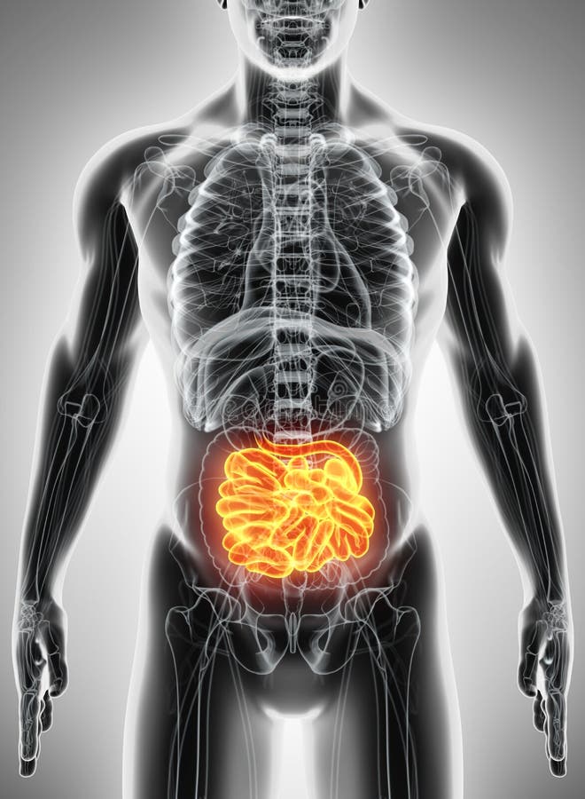 3D Illustration of Small Intestine. Stock Illustration - Illustration ...