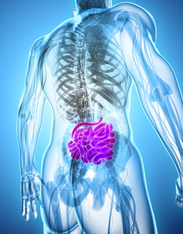 Inside Small Intestine Villi Stock Illustrations – 70 Inside Small ...