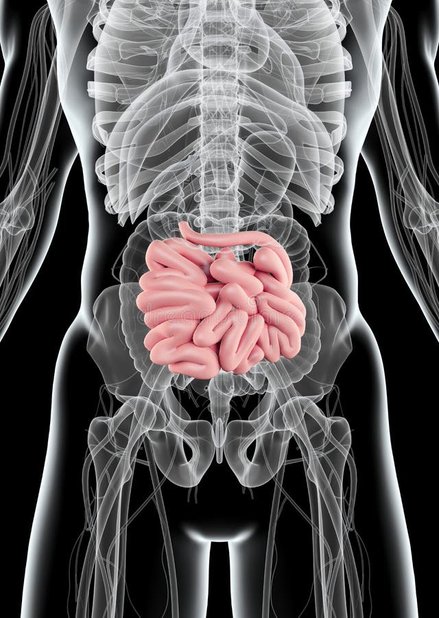 Inside Small Intestine Villi Stock Illustrations – 67 Inside Small ...