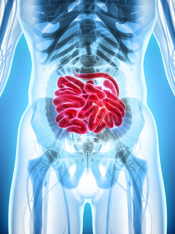 3D Illustration of Small Intestine. Stock Illustration - Illustration ...