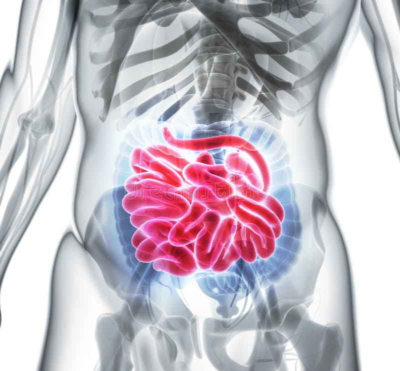 3D Illustration of Small Intestine. Stock Illustration - Illustration ...