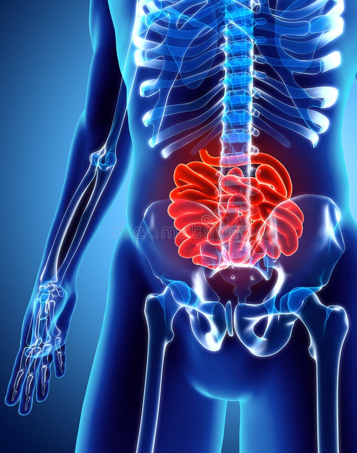 3D Illustration of Small Intestine. Stock Illustration - Illustration ...