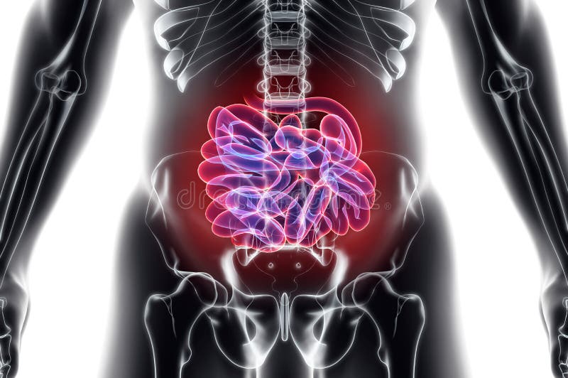 Inside Small Intestine Villi Stock Illustrations – 67 Inside Small ...