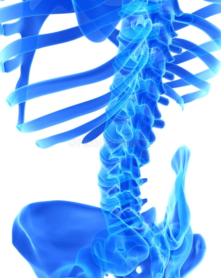 3D Illustration of Spine, Medical Concept. Stock Illustration ...