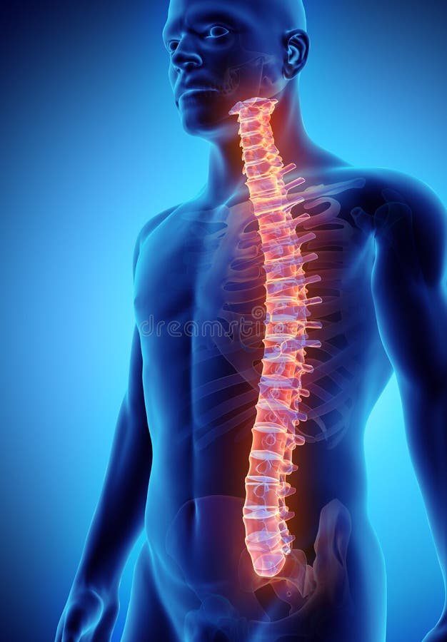 3D Illustration of Spine, Medical Concept. Stock Illustration ...