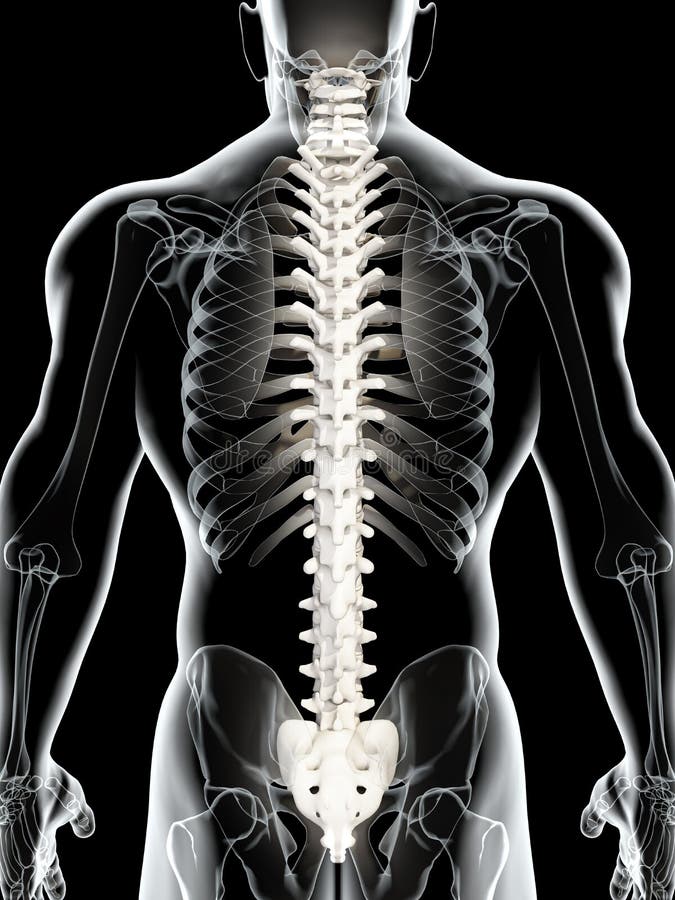 3D Illustration of Spine, Medical Concept. Stock Illustration ... 3D Illustration of Spine, Medical Concept. Stock Illustration ...