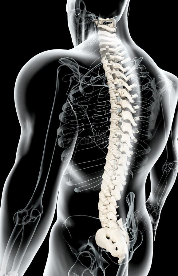 3D Illustration of Spine, Medical Concept. Stock Illustration ... 3D Illustration of Spine, Medical Concept. Stock Illustration ...