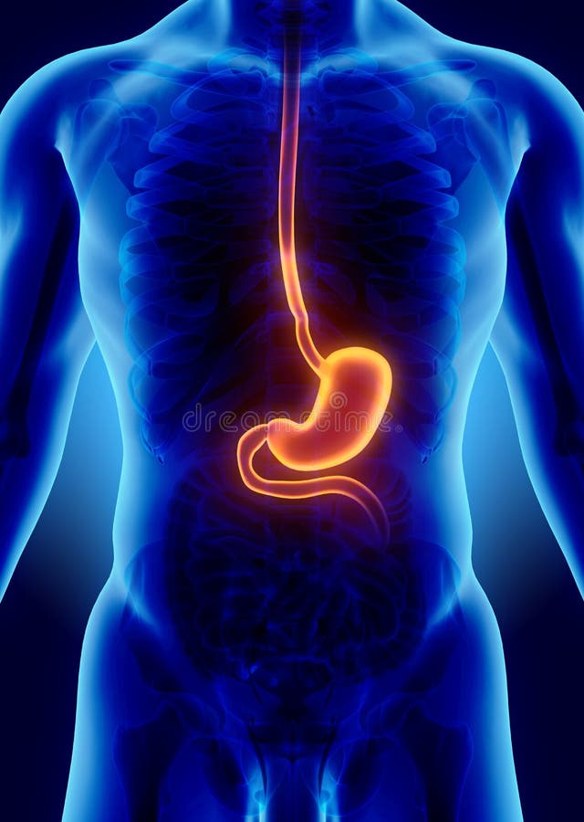 3D Illustration of Stomach. Stock Illustration - Illustration of ...