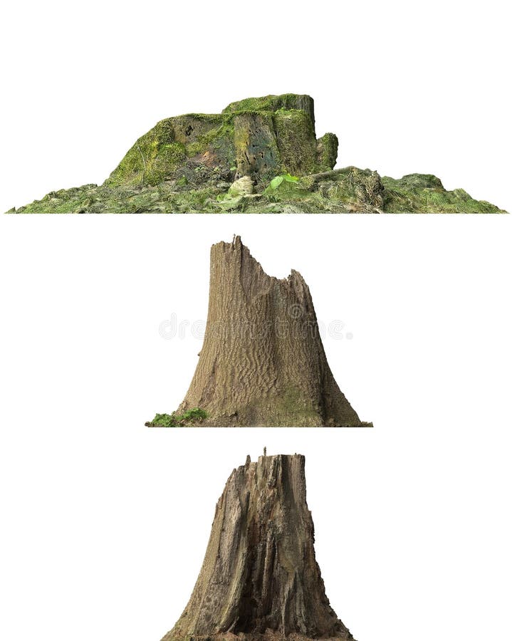 Stump Dead Tree Isolated on White 3d Illustration Stock Illustration ...