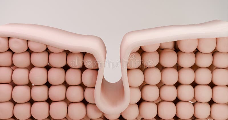3D Illustration of Stylized Skin with an Open Slit Pore Rows of Beige ...
