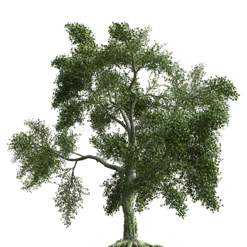 Summer Tree 3d Illustration Isolated on White Background Stock ...