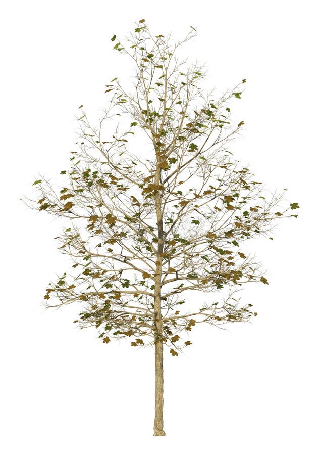 Sycamore Tree Leaf Logo Family Icon Sycamore Logo Stock Vector ...