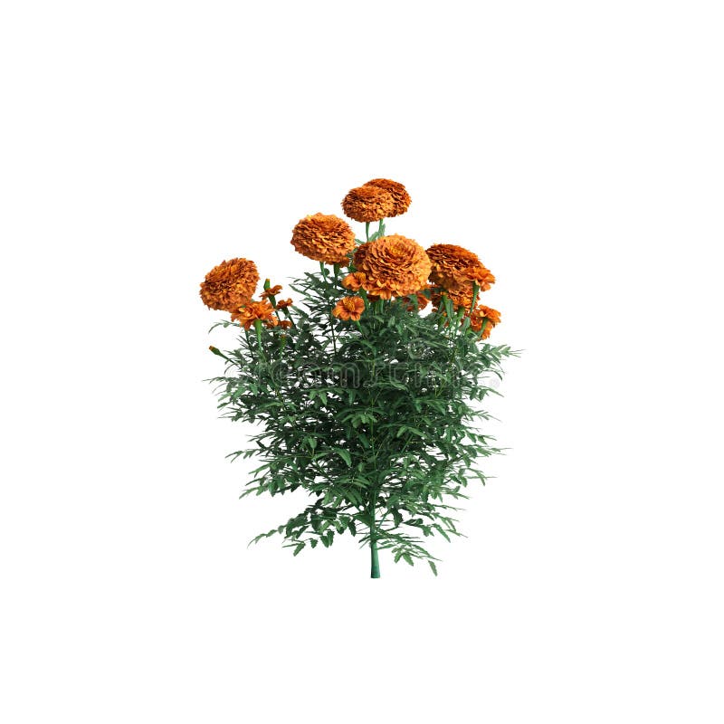 3d Illustration of Tagetes Erecta Bush Isolated on White Background ...