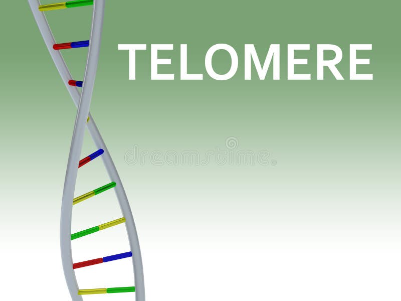 Telomere Shortening Stock Illustrations – 27 Telomere Shortening Stock ...
