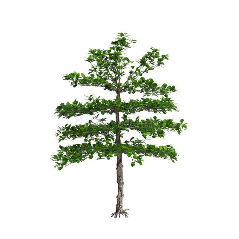 3d Illustration of Terminalia Catappa Tree Isolated on White Background ...