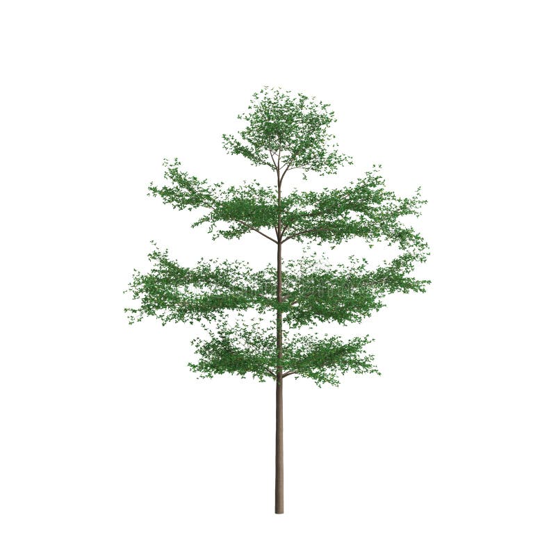 3d Illustration of Terminalia Mantaly Tree Isolated on White Background ...
